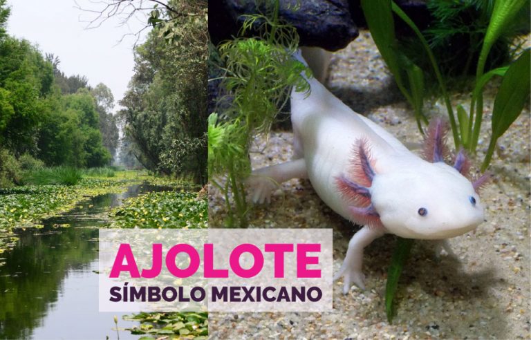 Conoce al Ajolote, un símbolo de México en peligro de extinción. - Dávelly8